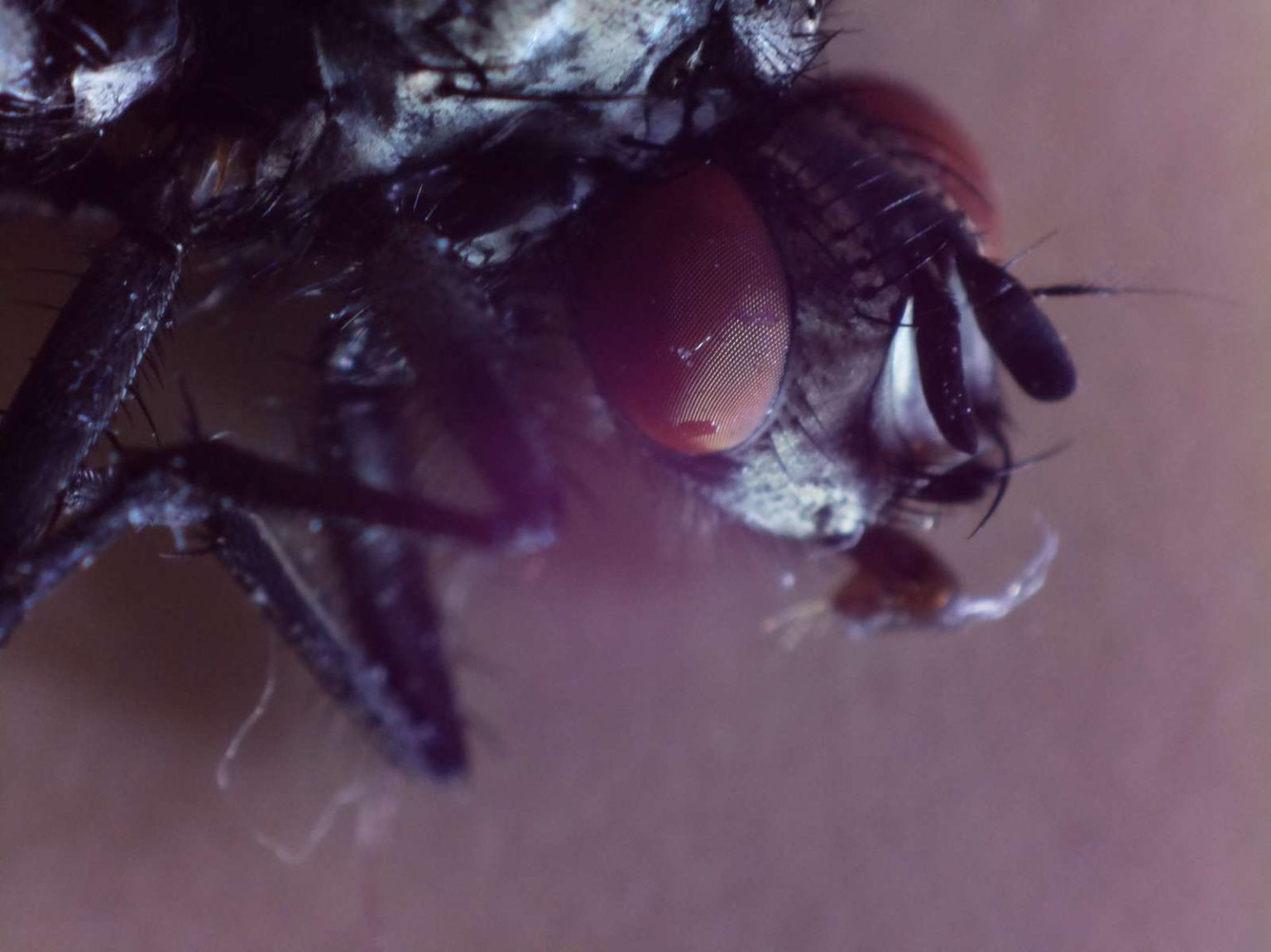 Macro Photography with the Raspberry Pi HQ camera and reversing the ...