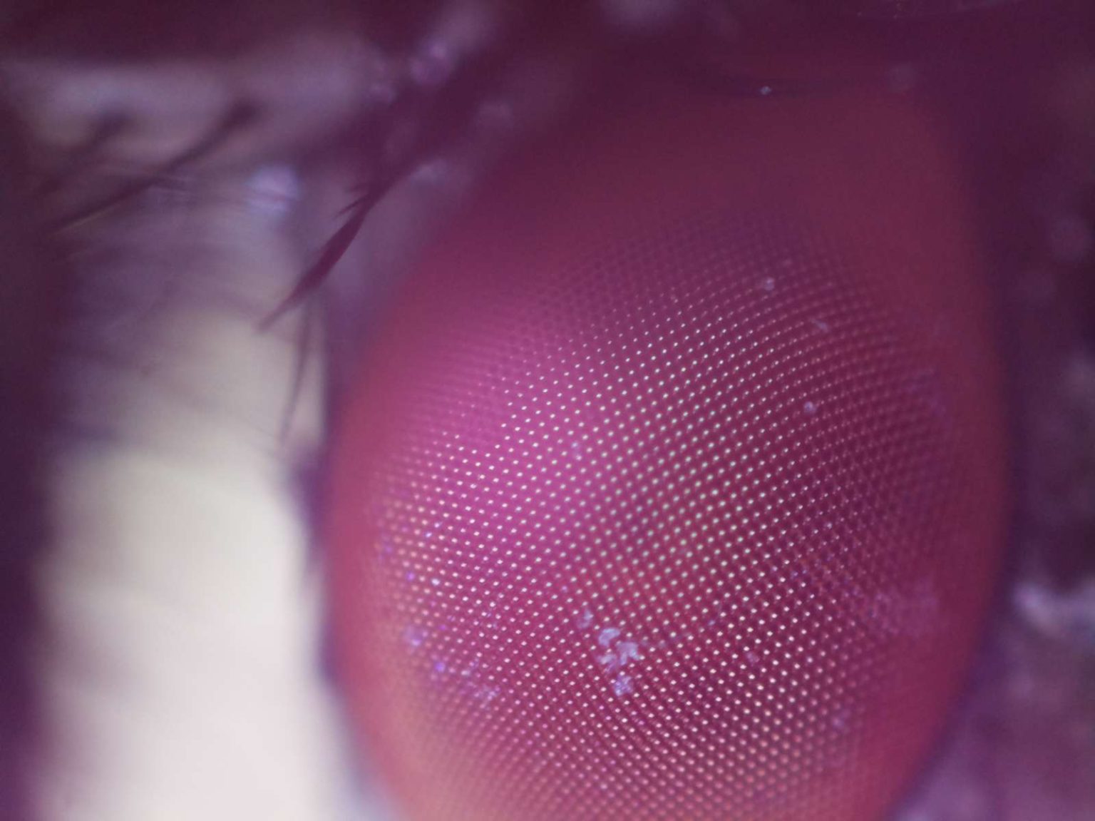 Macro Photography with the Raspberry Pi HQ camera and reversing the ...